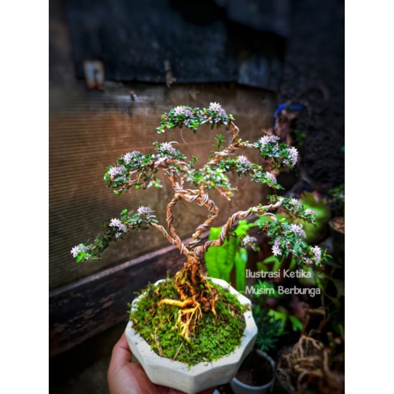 Jual Bonsai Mini Mame bonsai seribu bintang super micro Bonsai Siap ...