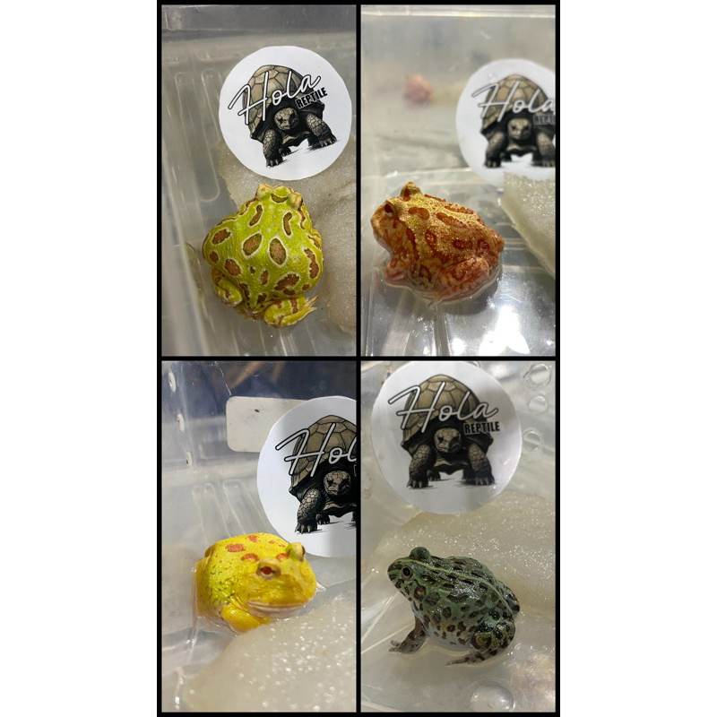 Jual ALBINO PACMAN FROG KODOK PACKMAN REPTILE REPTIL KODOK HIAS ...