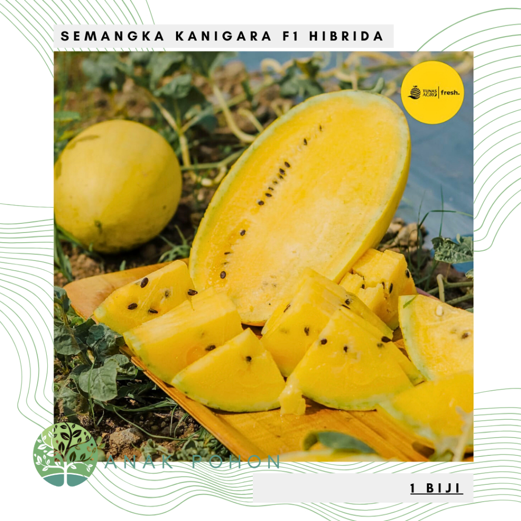 Jual Benih Bibit Biji - Semangka Kanigara F1 Hibrida Semangka Golden ...