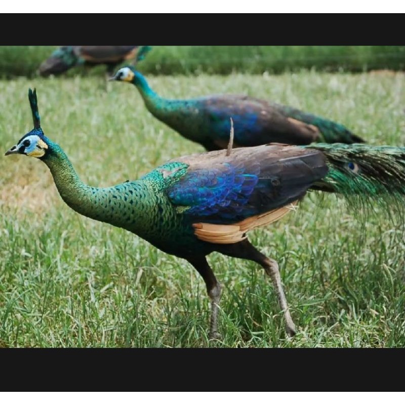 Jual TELUR AYAM HIAS MERAK BIRU JUMBO FERTIL ASLI SIAP UNTUK DITETASKAN ...