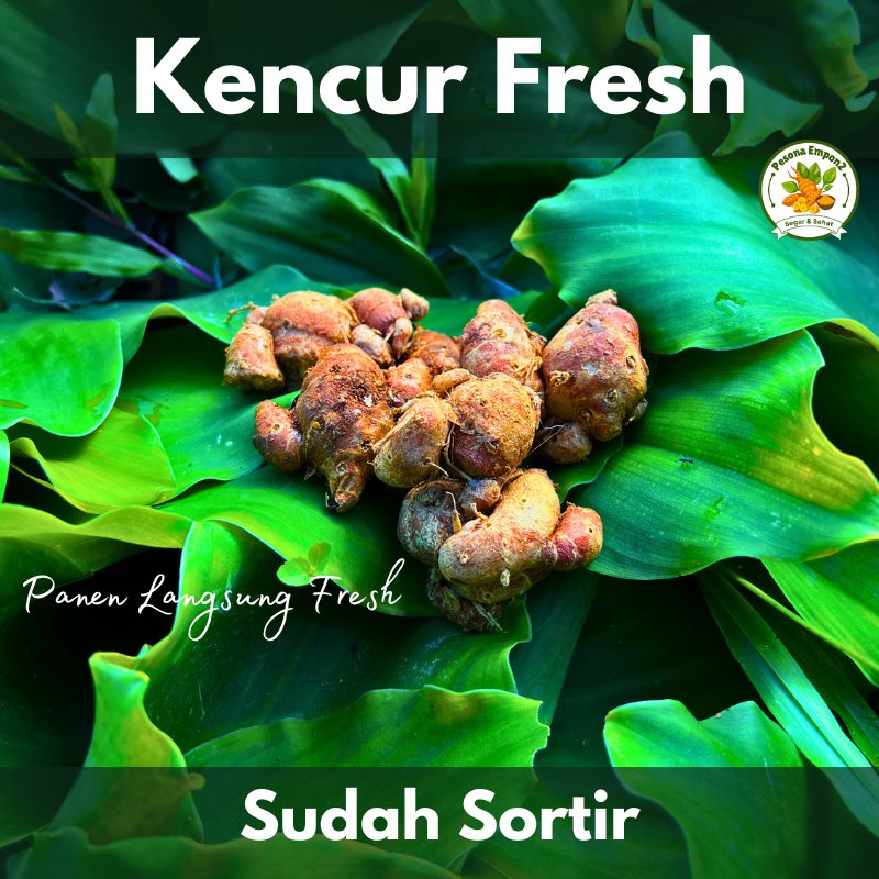 Jual Kencur Segar Kencur/Cikur Panen Fresh Wangi Pedas Enak Cocok Buat ...