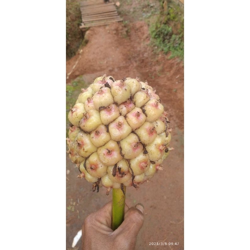 Jual honje 1kg | Shopee Indonesia