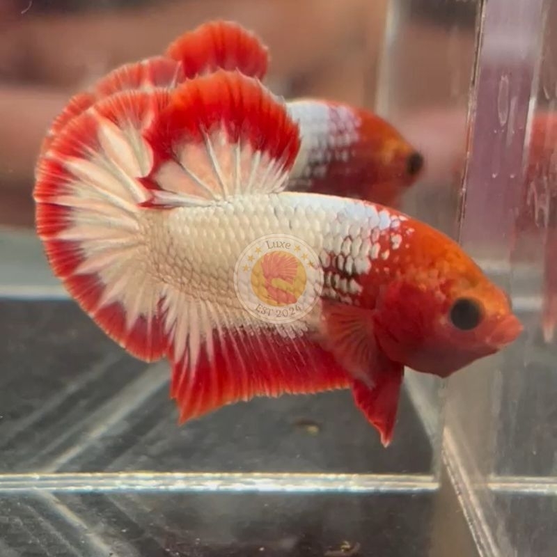 Jual FCCP ( Fancy cooper ) | Shopee Indonesia