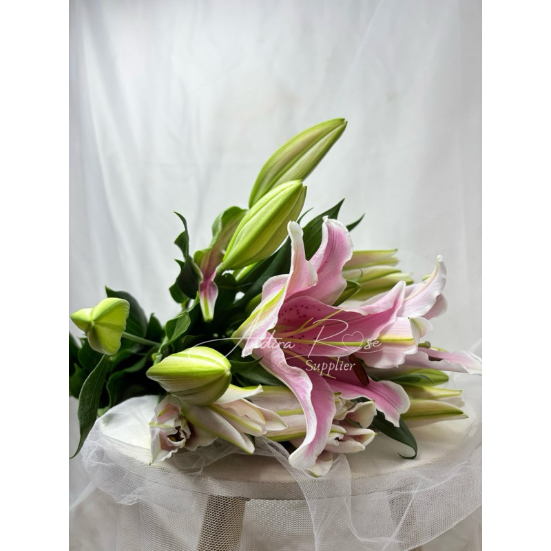 Jual LILY CASABLANKA Pink SATU IKAT) | Shopee Indonesia