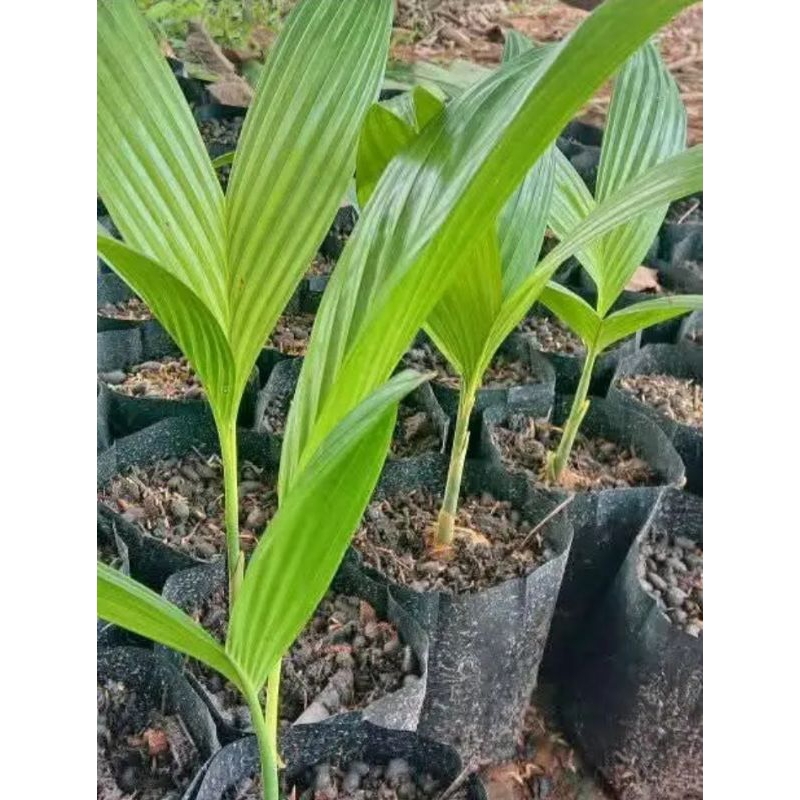 Jual Benih tanaman Pinang 10 pohon | Shopee Indonesia