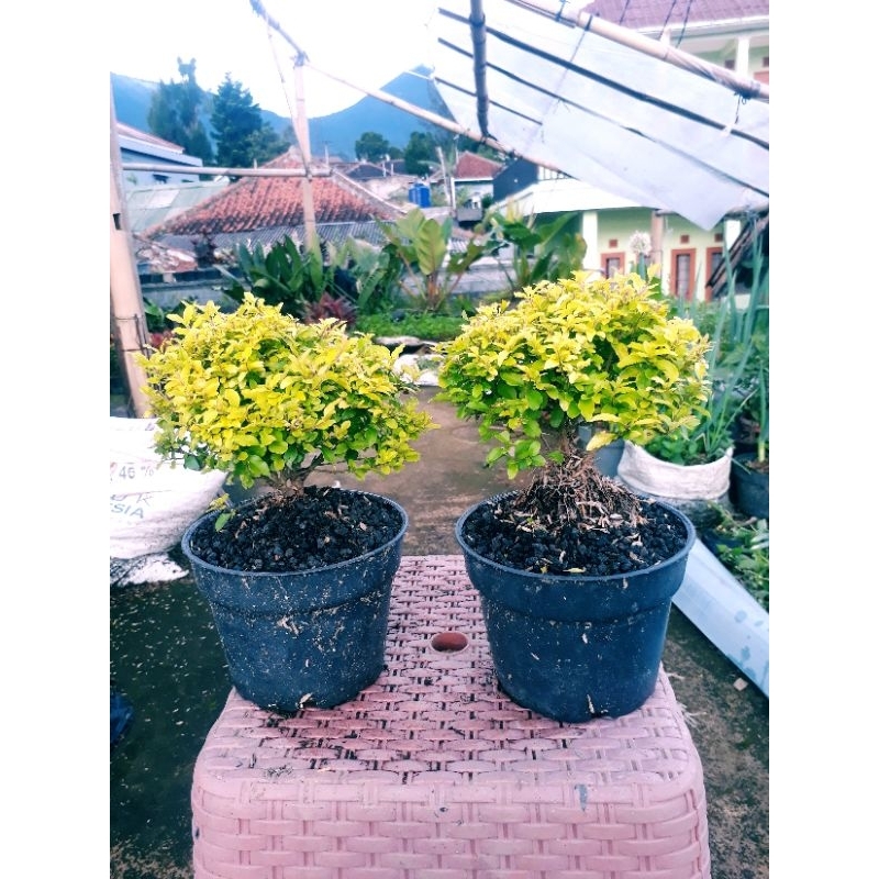 Jual [ TERMURAH ] BONSAI LEGISTRUM GOLDEN / DAUN KUNING GAYA BULAT ...