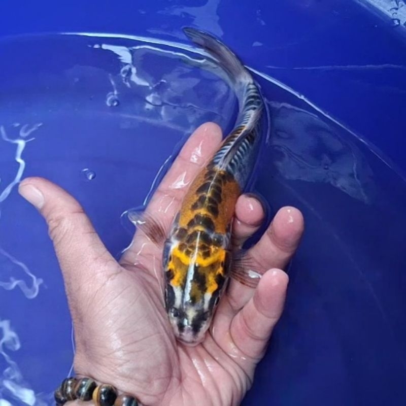 Jual Ikan Koi Blitar Jenis Kiko / Rumah Koi Jakarta / kode 003 | Shopee ...