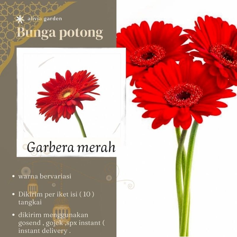 Jual bunga potong garbera merah ( instant delivery ) | Shopee Indonesia