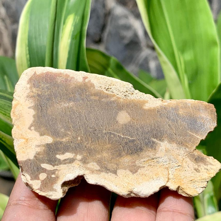 Jual Slice Natural Petrified Wood - Fosil Kayu Slice 70GR | Shopee ...