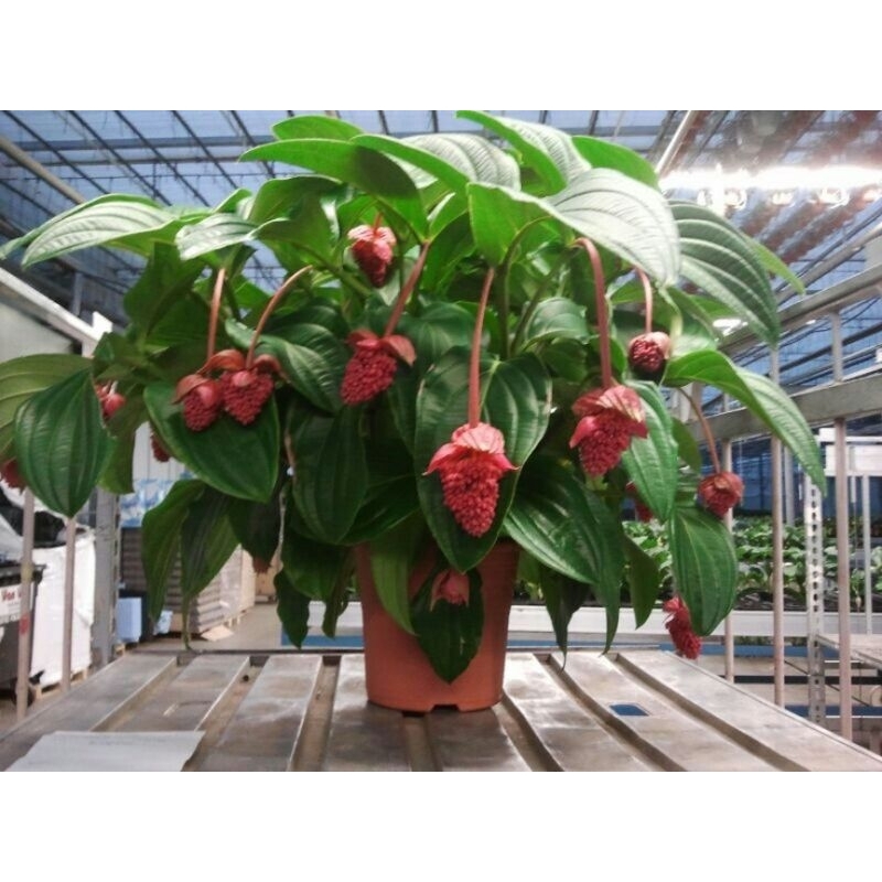 Jual Tanaman Langka Medinilla Miniata Parijoto Bunga Merah 8-10 Daun ...
