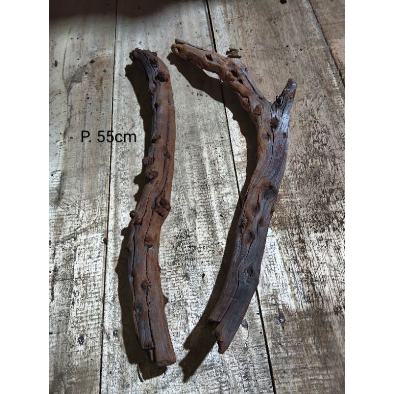 Jual akar santigi darat ber karakter (random) | Shopee Indonesia