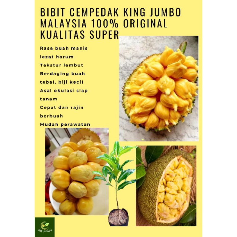 Jual Bibit Cempedak Merah Orange Asal Kalimantan Rasa Lebih Manis ...