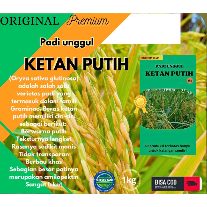 Jual padi unggul KETAN PUTIH 1kg (Oryza sativa glutinosa) | Shopee ...