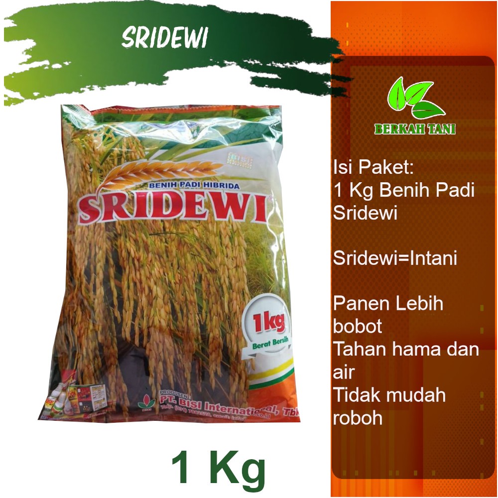 Jual Intani 602 SRI DEWI 1 Kg Benih Padi Sawah Tadah Hujan Benih Padi ...