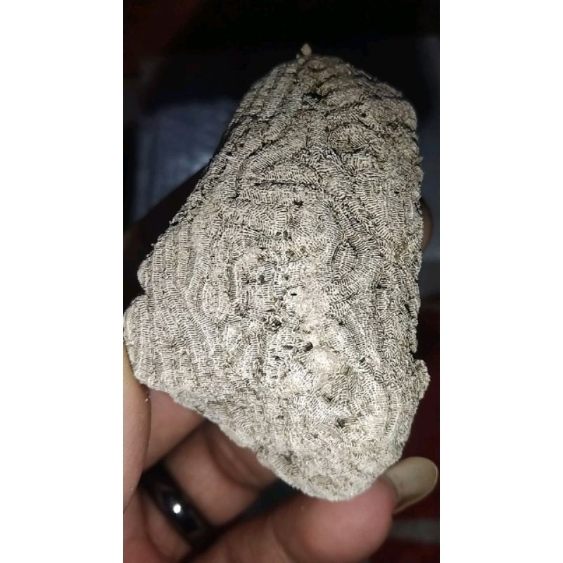 Jual batu alas sewu natural sesuai dari alam | Shopee Indonesia