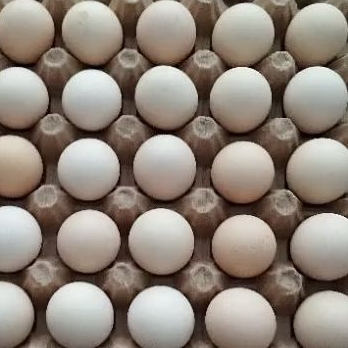 Jual telur kampung (15 butir) | Shopee Indonesia