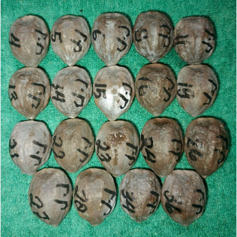 Jual Muncang Jawa x jayanti | Shopee Indonesia