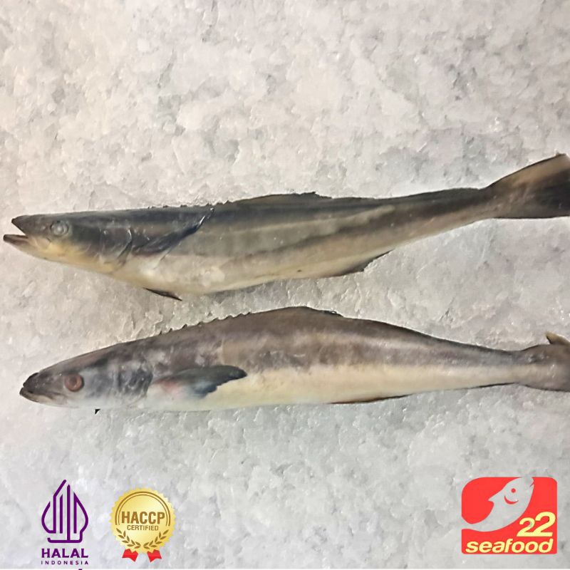Jual Ikan Gabus Laut 1 kg WGGS / Lele Laut / Bersih Tanpa Jeroan ...