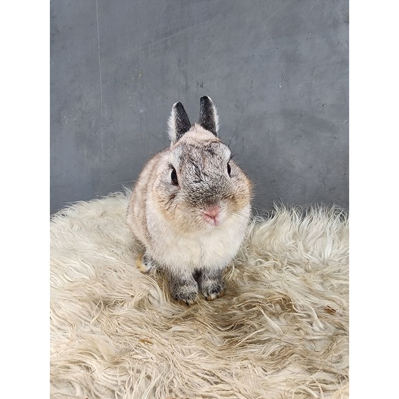 Jual kelinci Netherland Dwarf usia 4 bln jantan | Shopee Indonesia