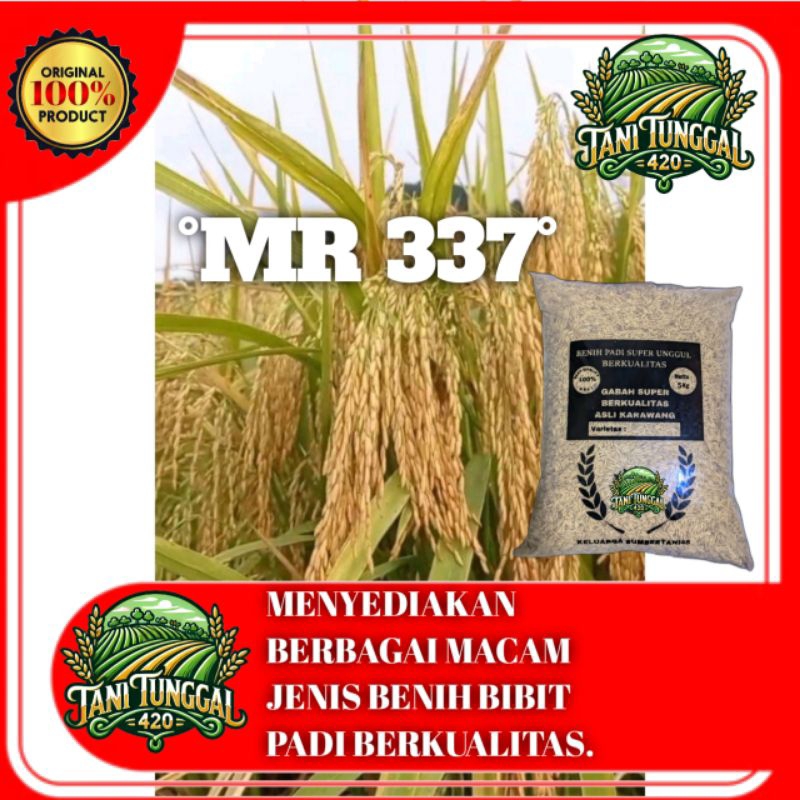 Jual BENIH PADI MR 337 SUPER BERKUALITAS KEMASAN 5KG | Shopee Indonesia