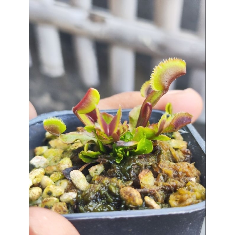 Jual Dionaea Muscipula Red Sawtooth isi 2/Venus flytrap (kolektor item ...