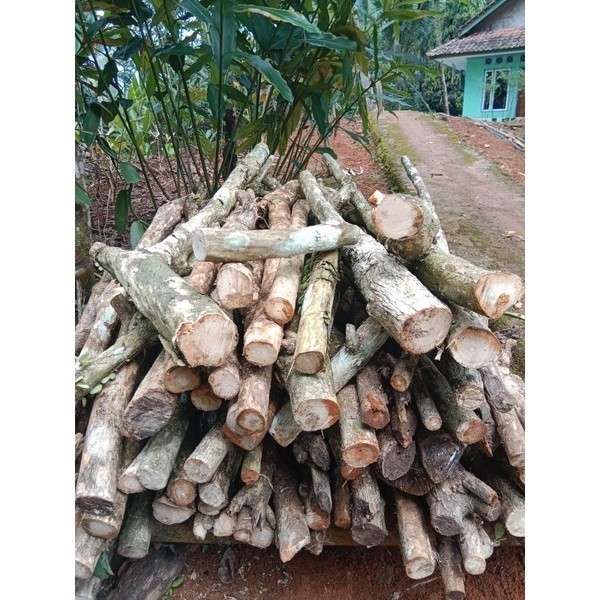 Jual batang kayu kopi utuh 1 meter murah | Shopee Indonesia
