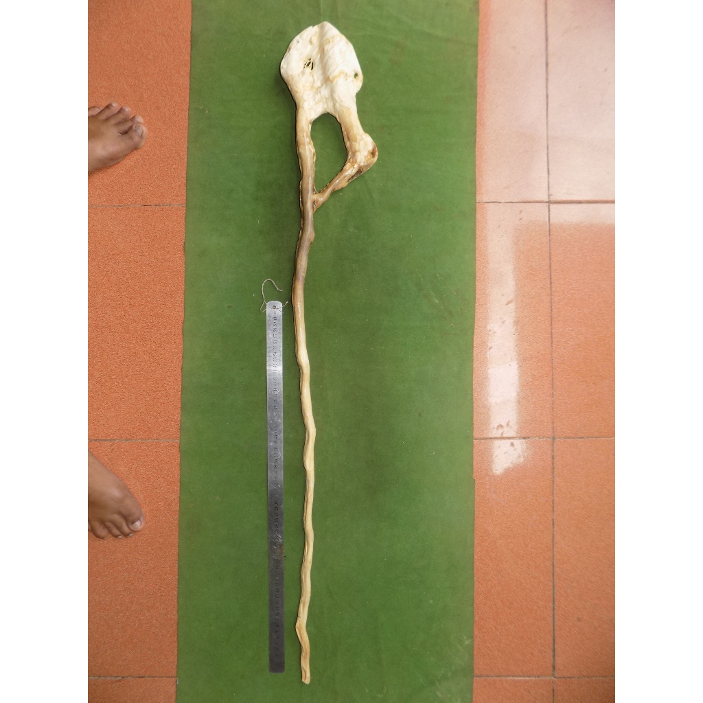 Jual tongkat akar bahar laut tulang putih alami natural dari dasar laut ...