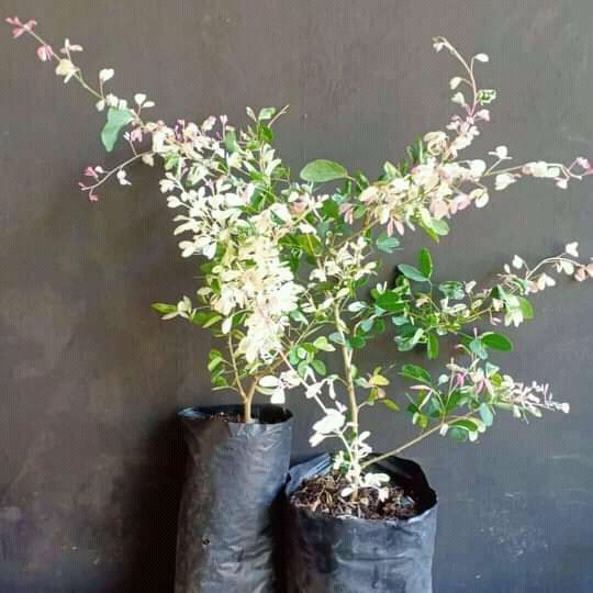 Jual Asem Londo – Pohon Asam dengan Cita Rasa Unik Nama Latin ...