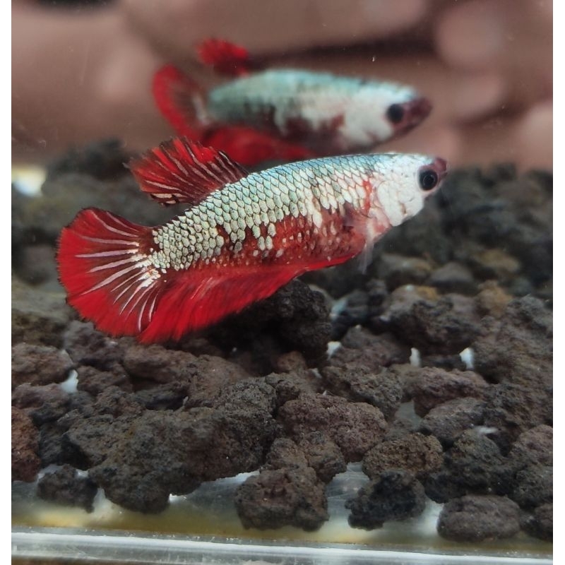 Jual PLAKAT FML RED COPPER (SEDIA HALFMOON, BAGAN, PLAKAT, CUPANG, RGG ...