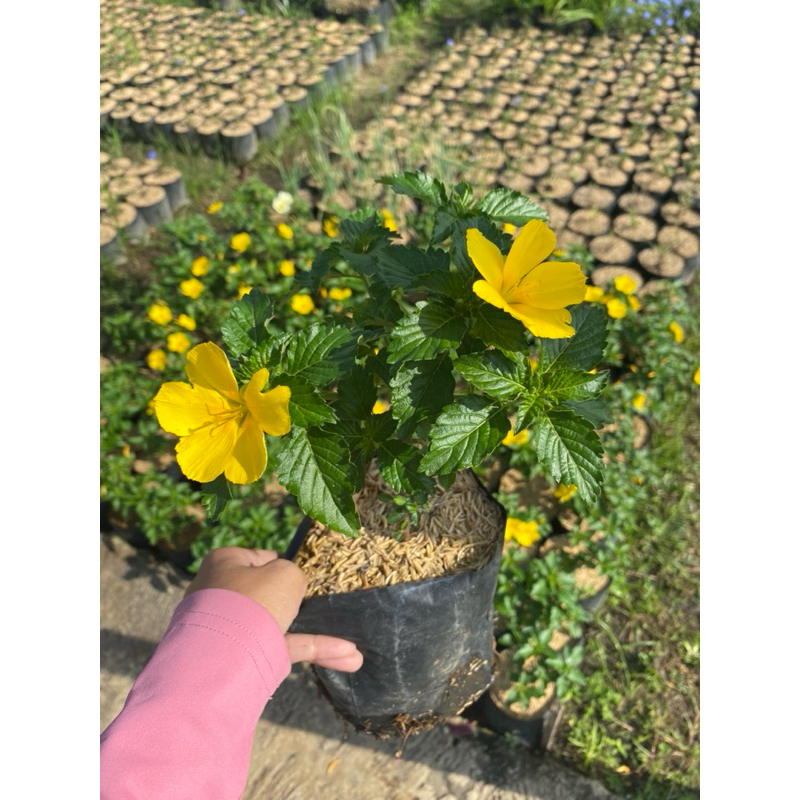 Jual Bunga yolanda - bunga pukul sembilan - tanaman hias - tanaman ...