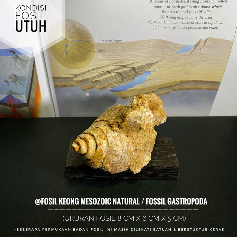 Jual Fosil Keong Natural B3 atau Fossil Gastropoda Purba atau Fosil ...