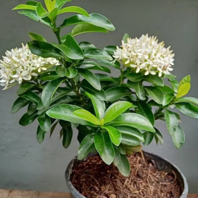 Jual ( NEW BISA COD ) PROMO! Tanaman Hias Asoka Bunga Putih Bunga Hias ...