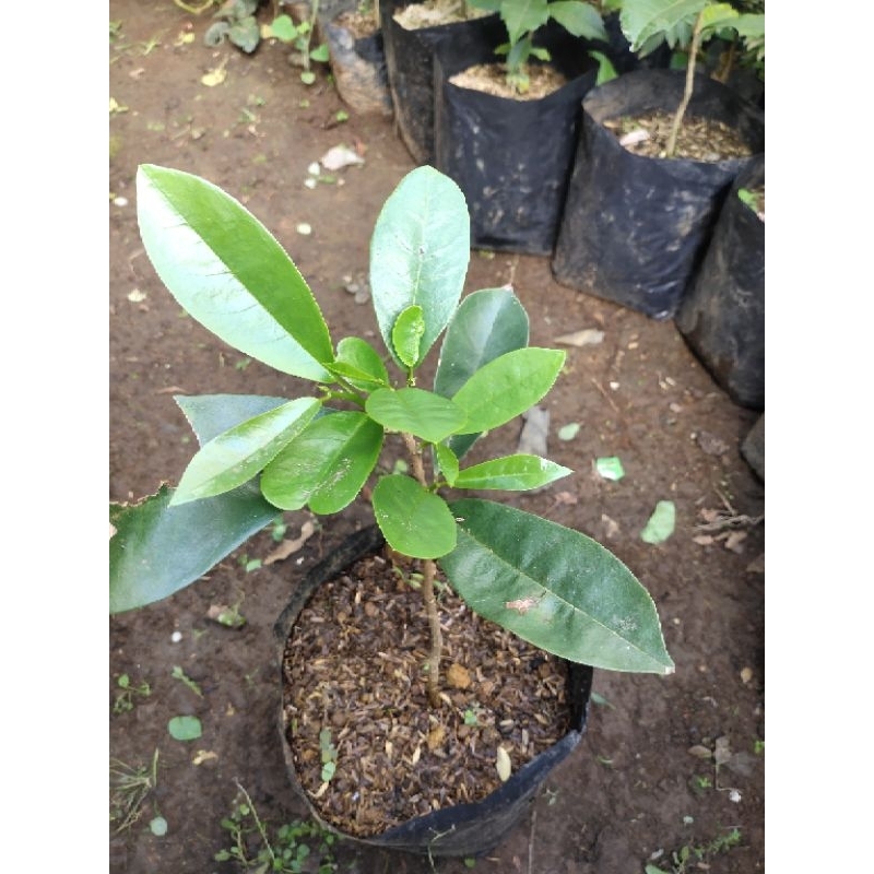 Jual Bibit tanaman buni atau huni rujak buah rujak | Shopee Indonesia