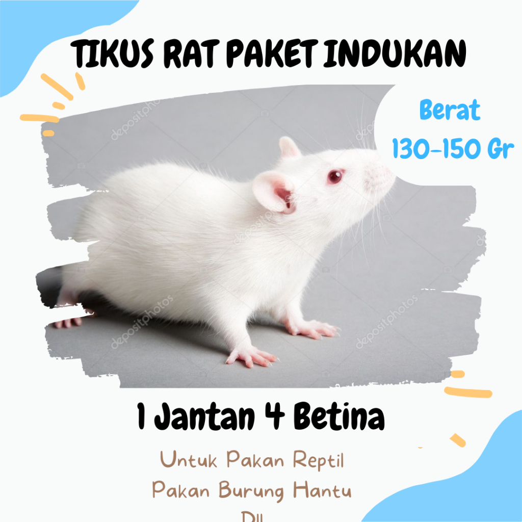 Jual Tikus Putih RAT Paket Indukan 1 Jantan 4 Betina bb 130 -150gr ...