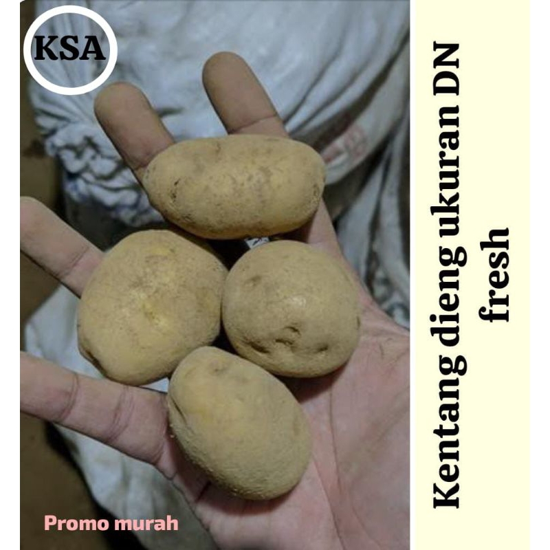 Jual kentang dieng ukuran DN murah 1 kg legit | Shopee Indonesia
