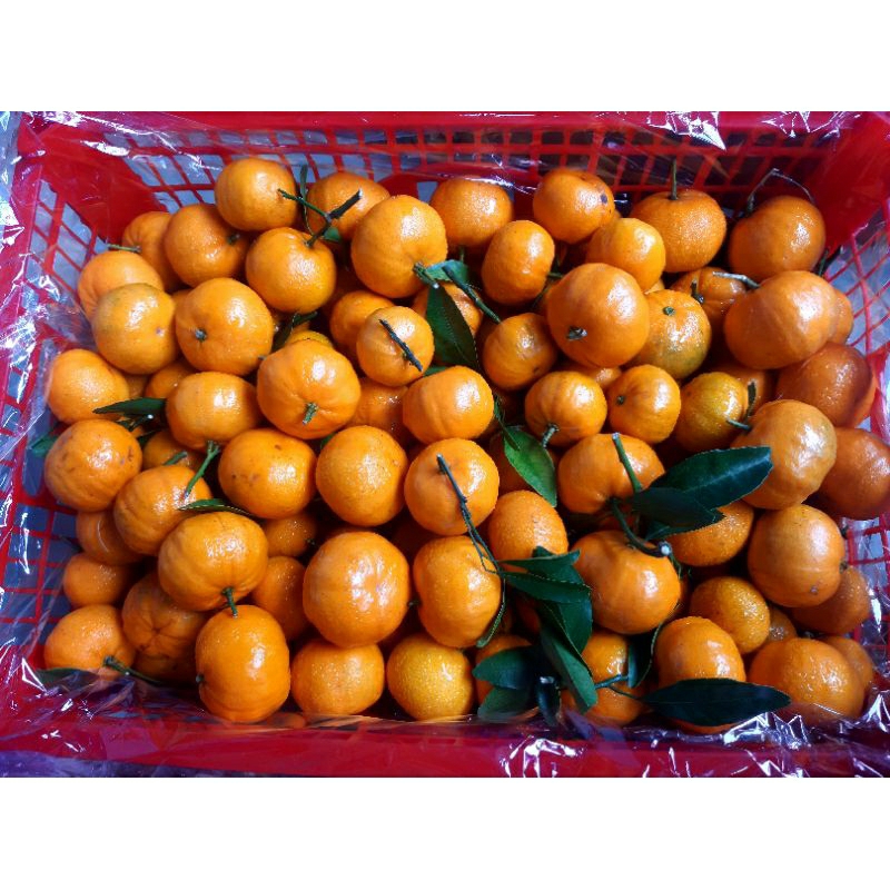 Jual Buah Jeruk Shantang Daun (250gr) | Shopee Indonesia