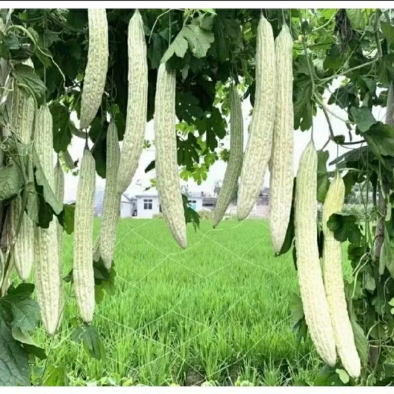 Jual biji benih paria putih/paria unik kemasan premium | Shopee Indonesia