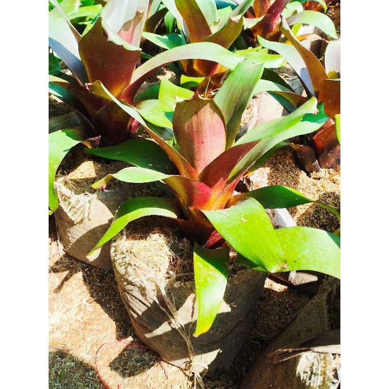 Jual Tanaman hias hidup bromelia giant bromelia besar | Shopee Indonesia