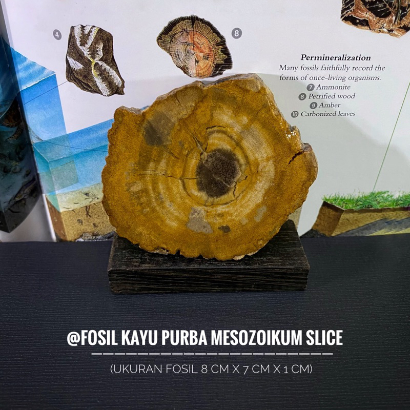 Jual Fosil Kayu Purba Mesozoikum Slice L120 atau Fosil Tumbuhan atau ...