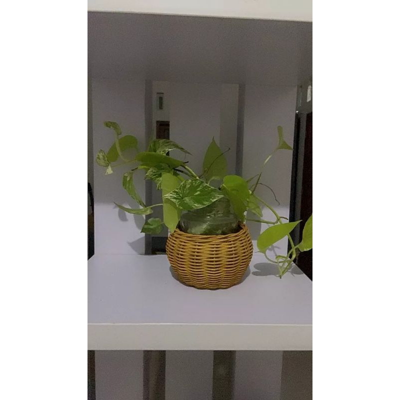 Jual Pot Mini full Rotan Cabi | Shopee Indonesia