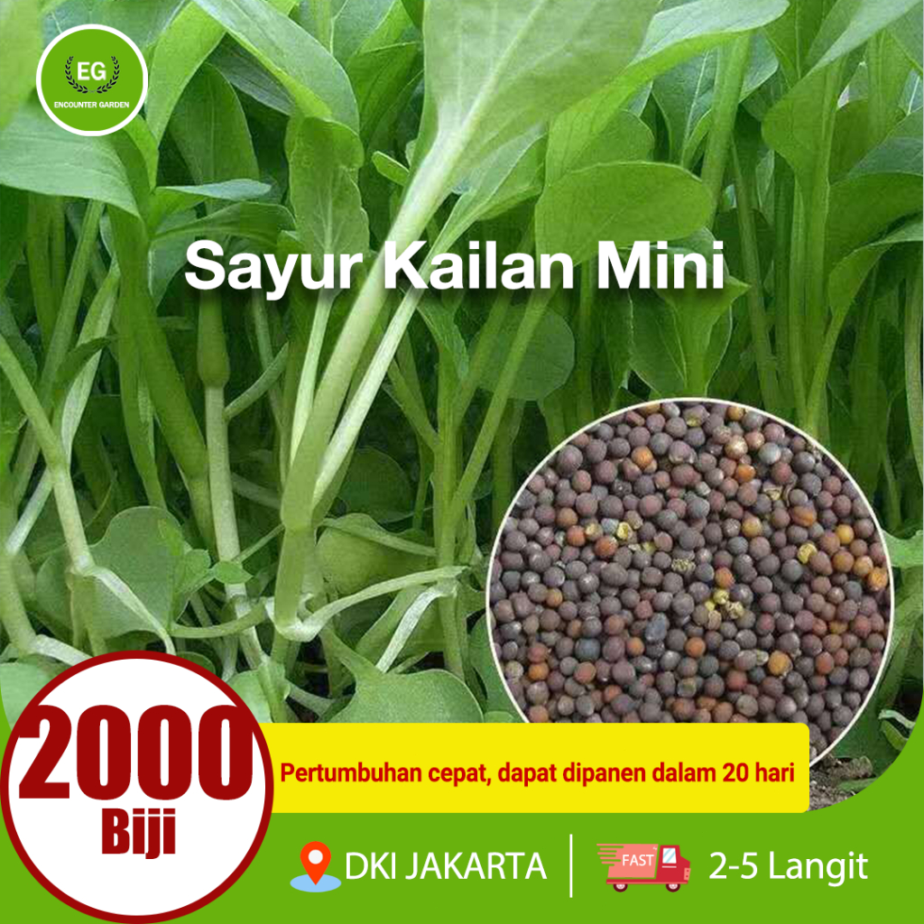 Jual Biji Sayur Kailan Mini (Brassica chinensis) | Shopee Indonesia