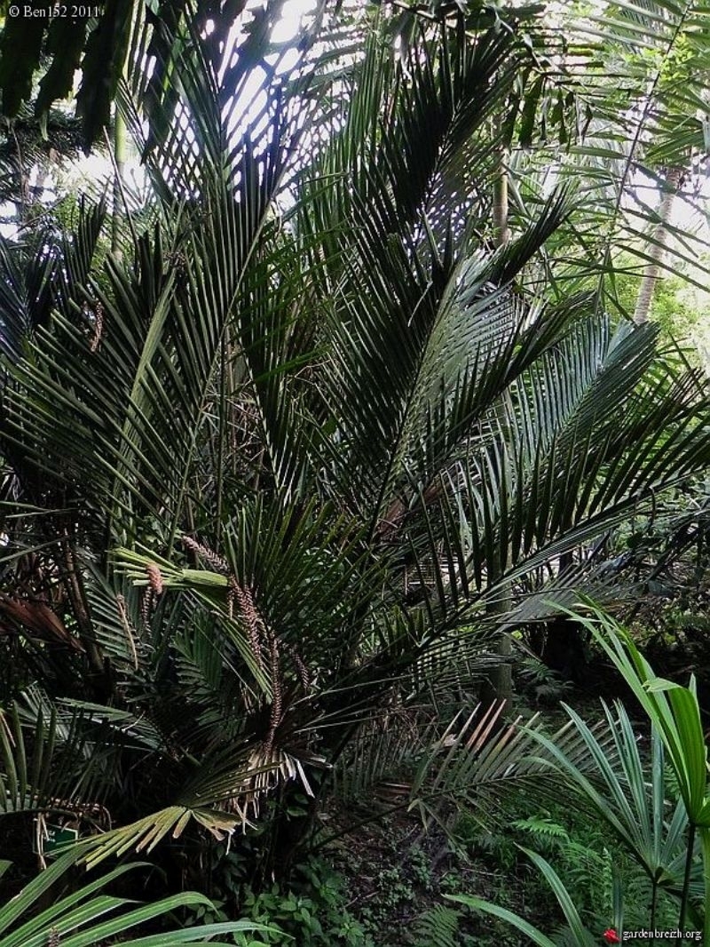 Jual Benih Langka / Biji Palem / Palm Seed: Arenga engleri / Dwarf ...
