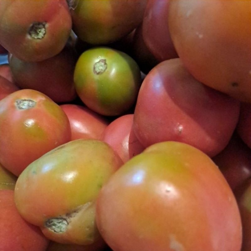 Jual Tomat Merah Besar Segar Bandung | Shopee Indonesia