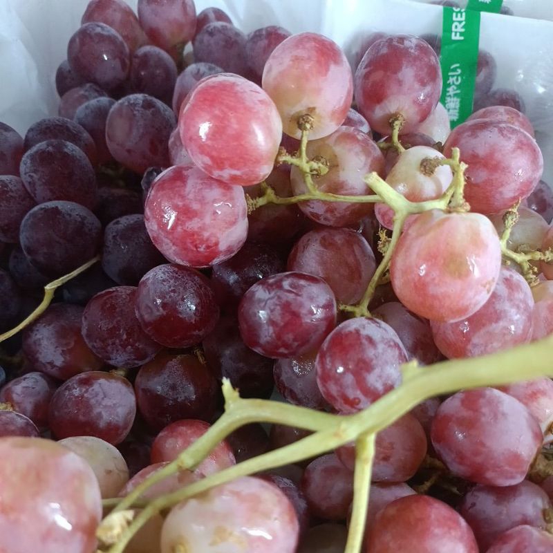 Jual buah anggur merah 500 gram | Shopee Indonesia
