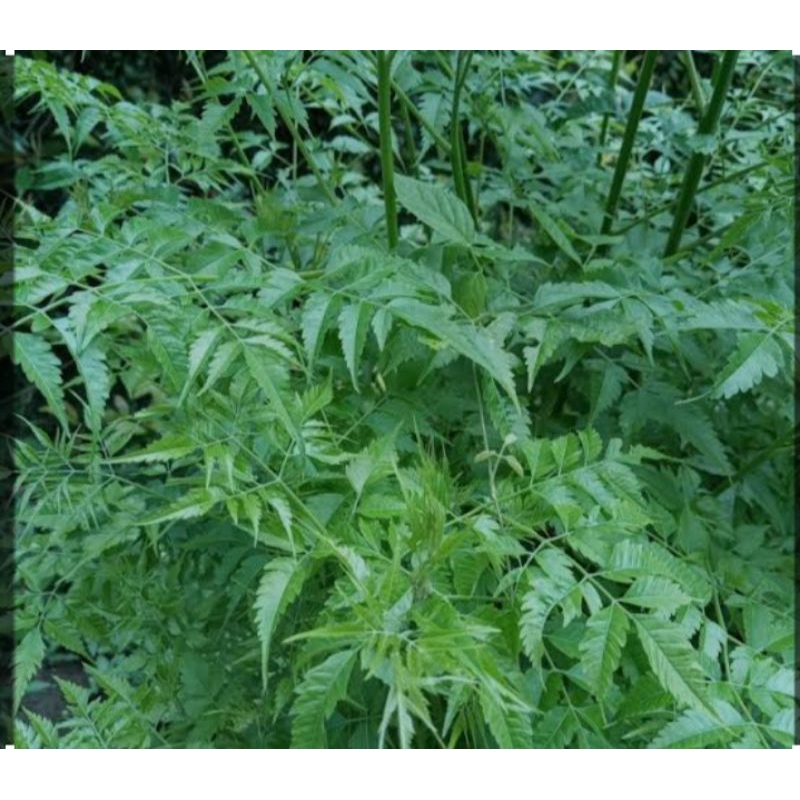 Jual daun mindi/mimba 1 kg segar | Shopee Indonesia