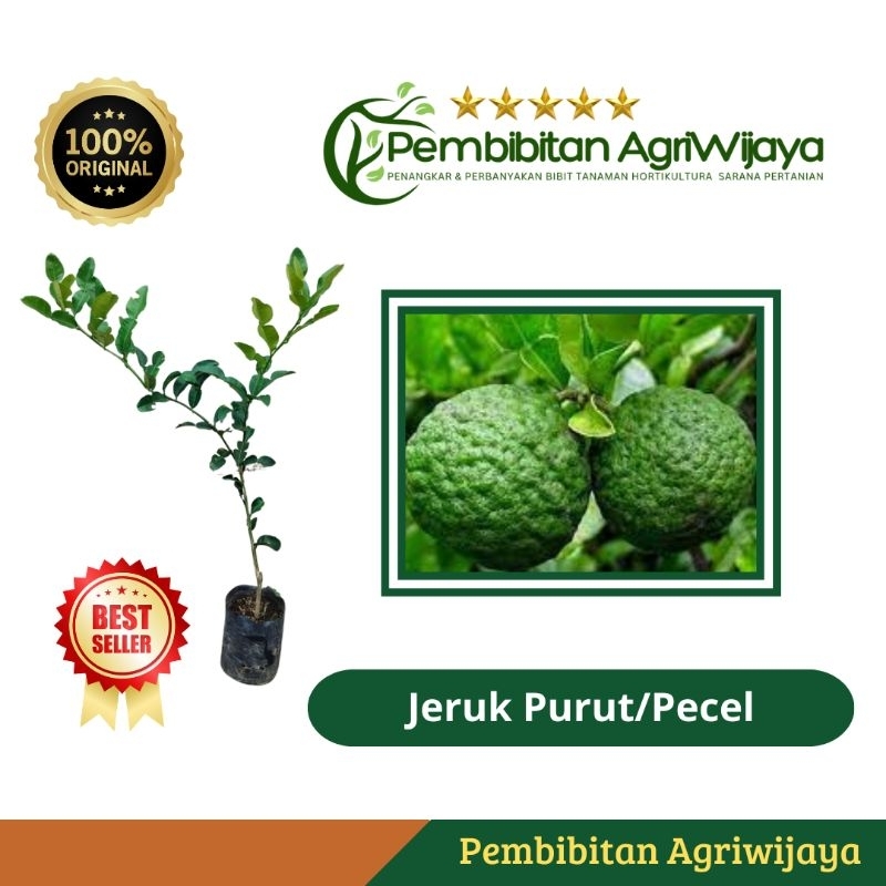 Jual Bibit jeruk Purut/Jeruk Pecel Super Unggul Hasil Okulasi Cepat ...