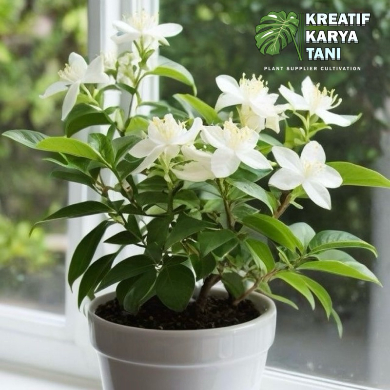 Jual Tanaman hias rembosa mini hijau - Tanaman rombusa mini | Shopee ...