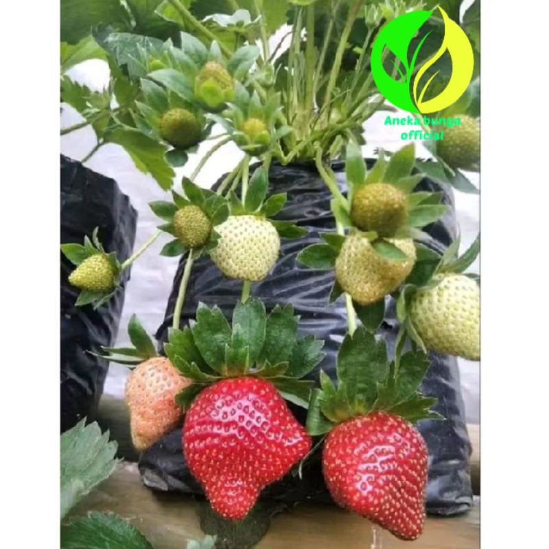 Jual POHON BUAH STROBERI JUMBO ASLI TANAMAN BUAH STRAWBERRY JUMBO SIAP ...