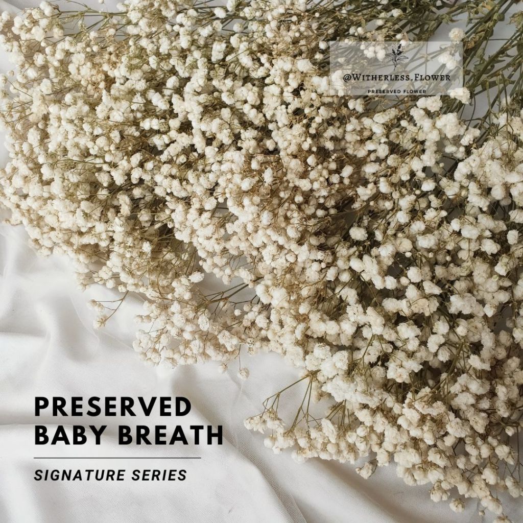 Jual 25 gr Preserved Baby Breath Signature Grade S / Dried Flower ...