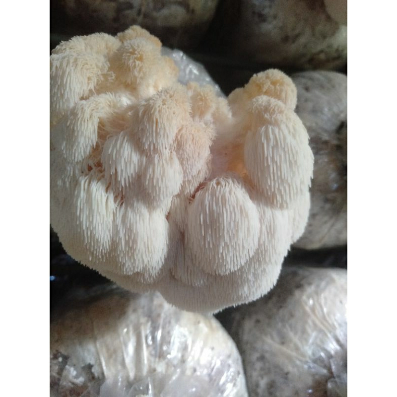 Jual jamur surai singa, lion's mane mushroom, jamur LM | Shopee Indonesia